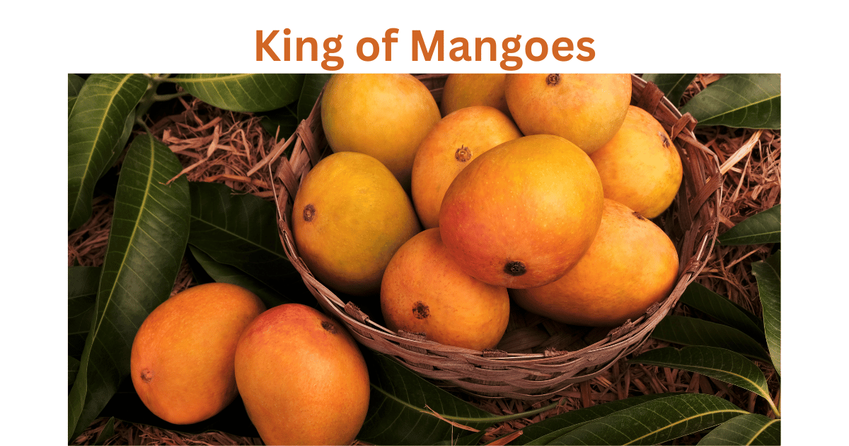 10 Reasons Why Alphonso Mango (Hapus) is the King of Mangoes ...